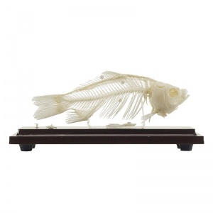 Heine Scientific Fish Skeleton Carp - MedicalSupplies.co.uk